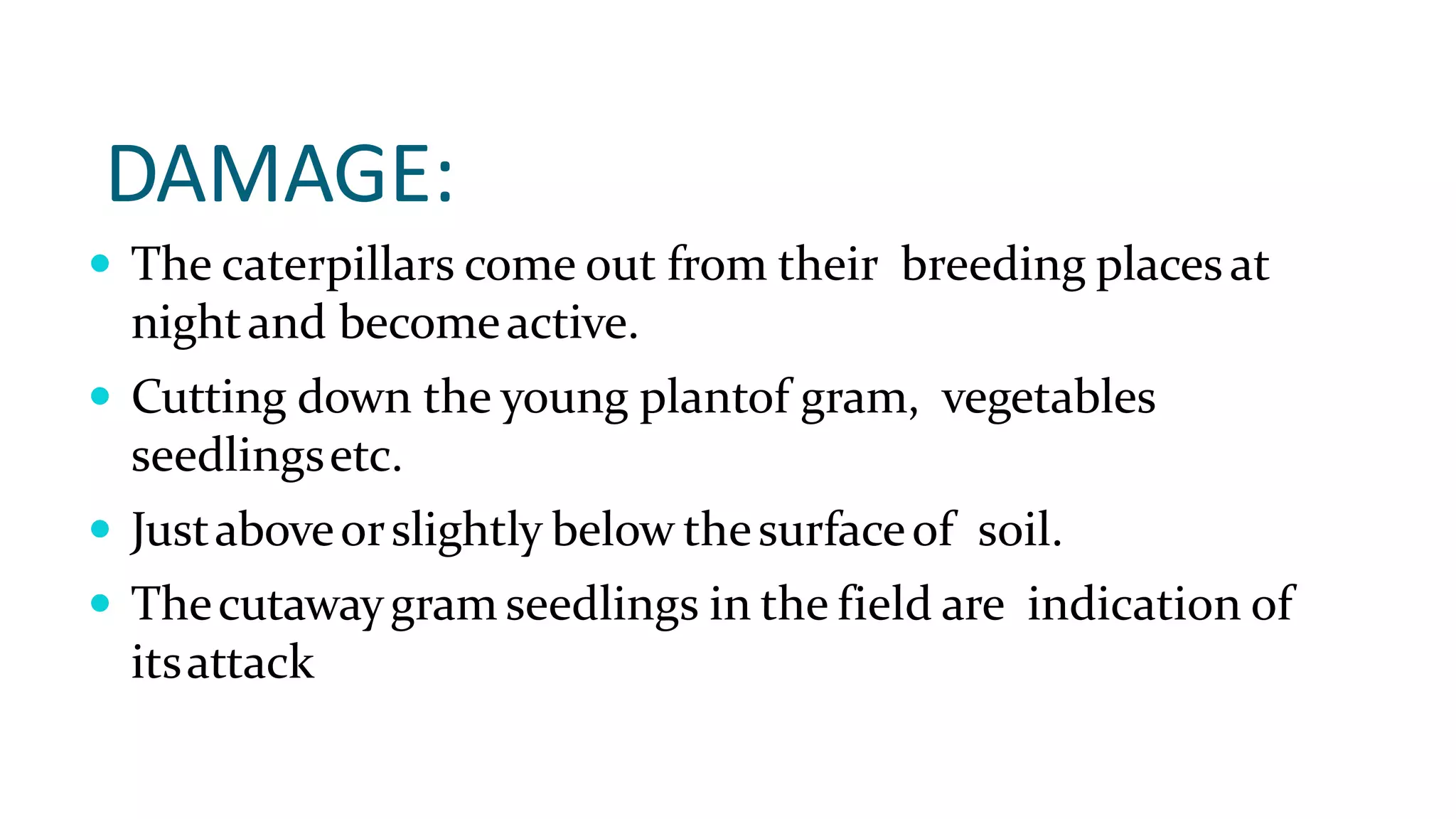 Insect pest of urd, moong and gram and their management | PPTX