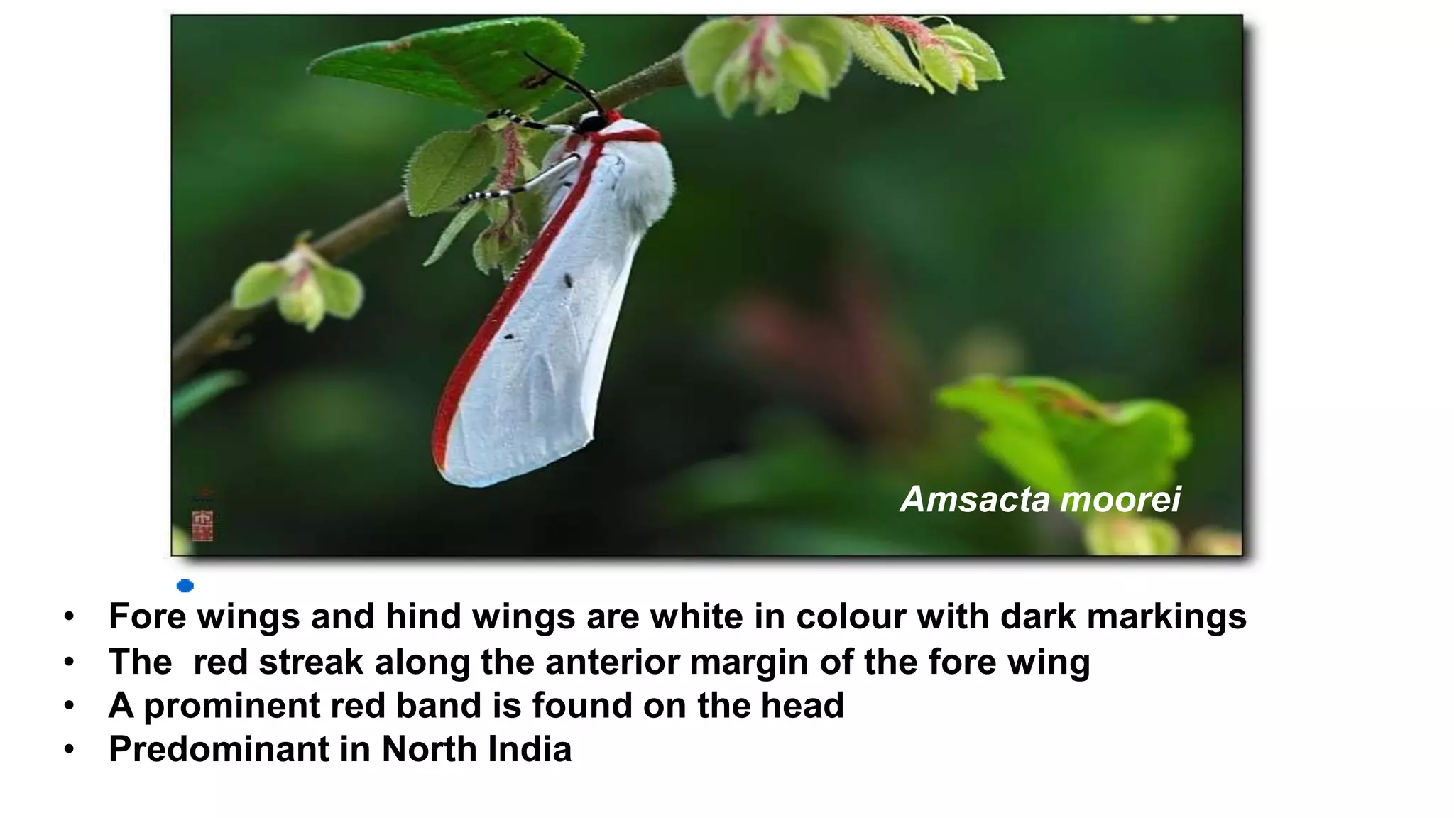 Insect pest of urd, moong and gram and their management | PPTX