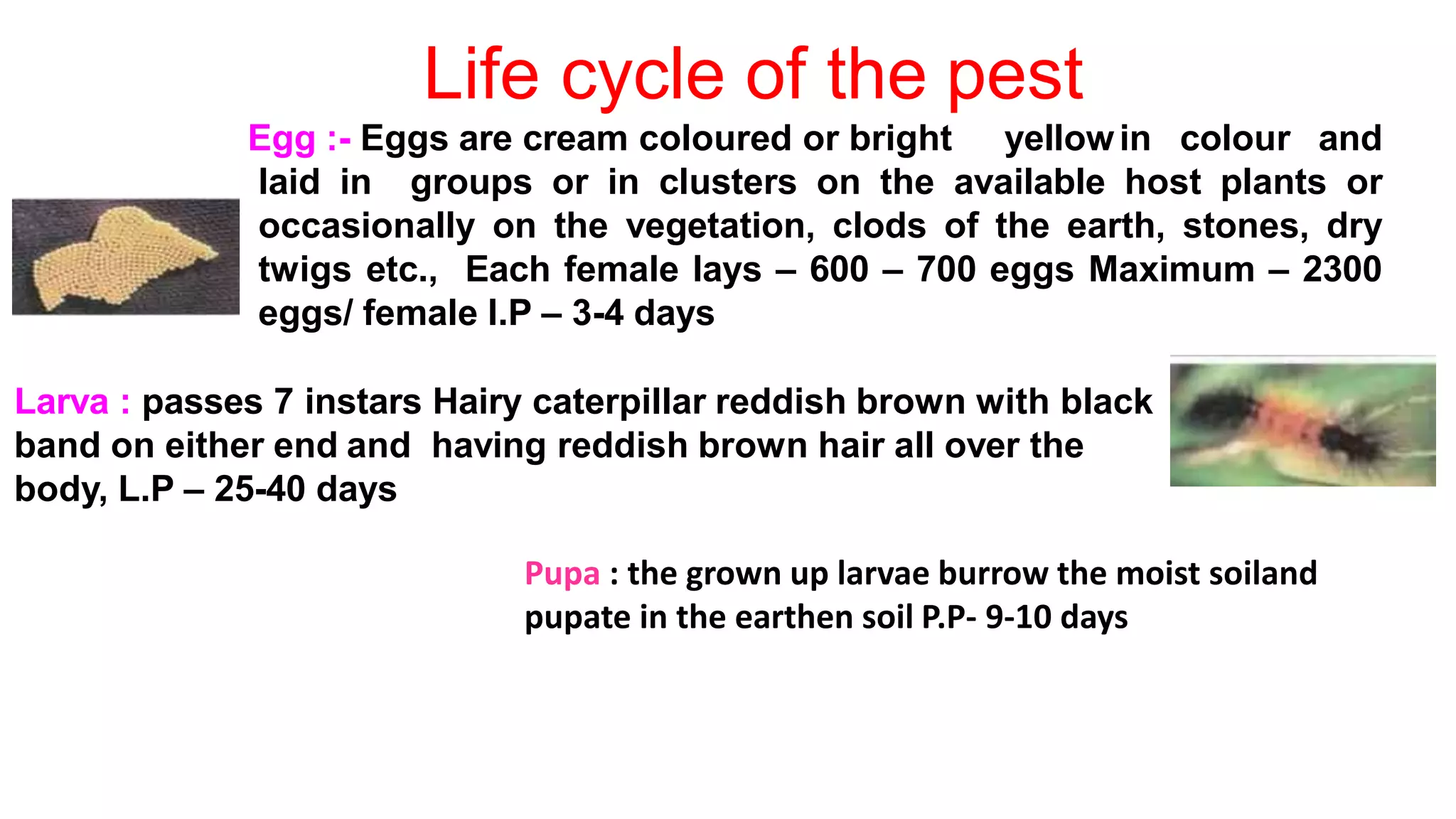 Insect pest of urd, moong and gram and their management | PPTX