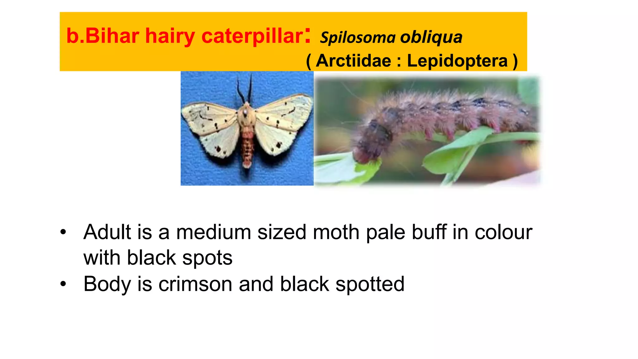 Insect pest of urd, moong and gram and their management | PPTX