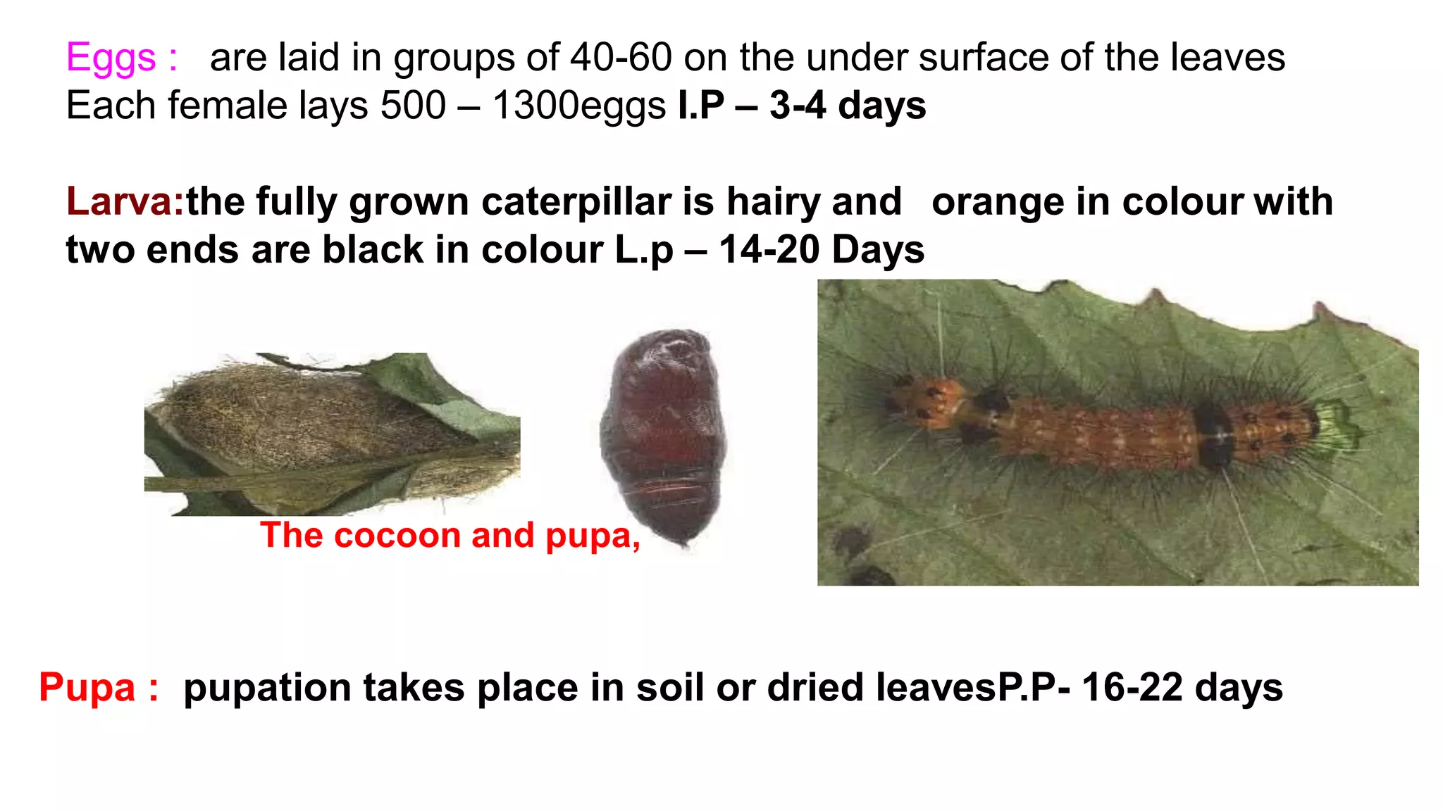 Insect pest of urd, moong and gram and their management | PPTX