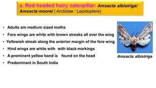 Insect pest of urd, moong and gram and their management | PPTX