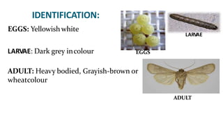 Insect pest of urd, moong and gram and their management | PPTX