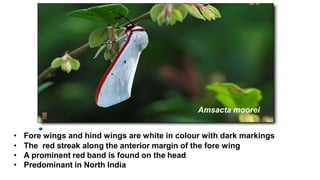 Insect pest of urd, moong and gram and their management | PPTX