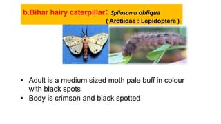 Insect pest of urd, moong and gram and their management | PPTX