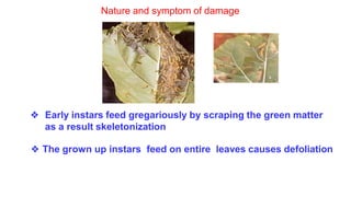Insect pest of urd, moong and gram and their management | PPTX