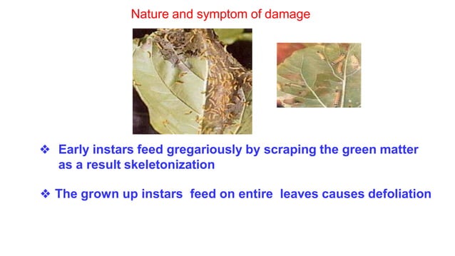 Insect pest of urd, moong and gram and their management | PPTX