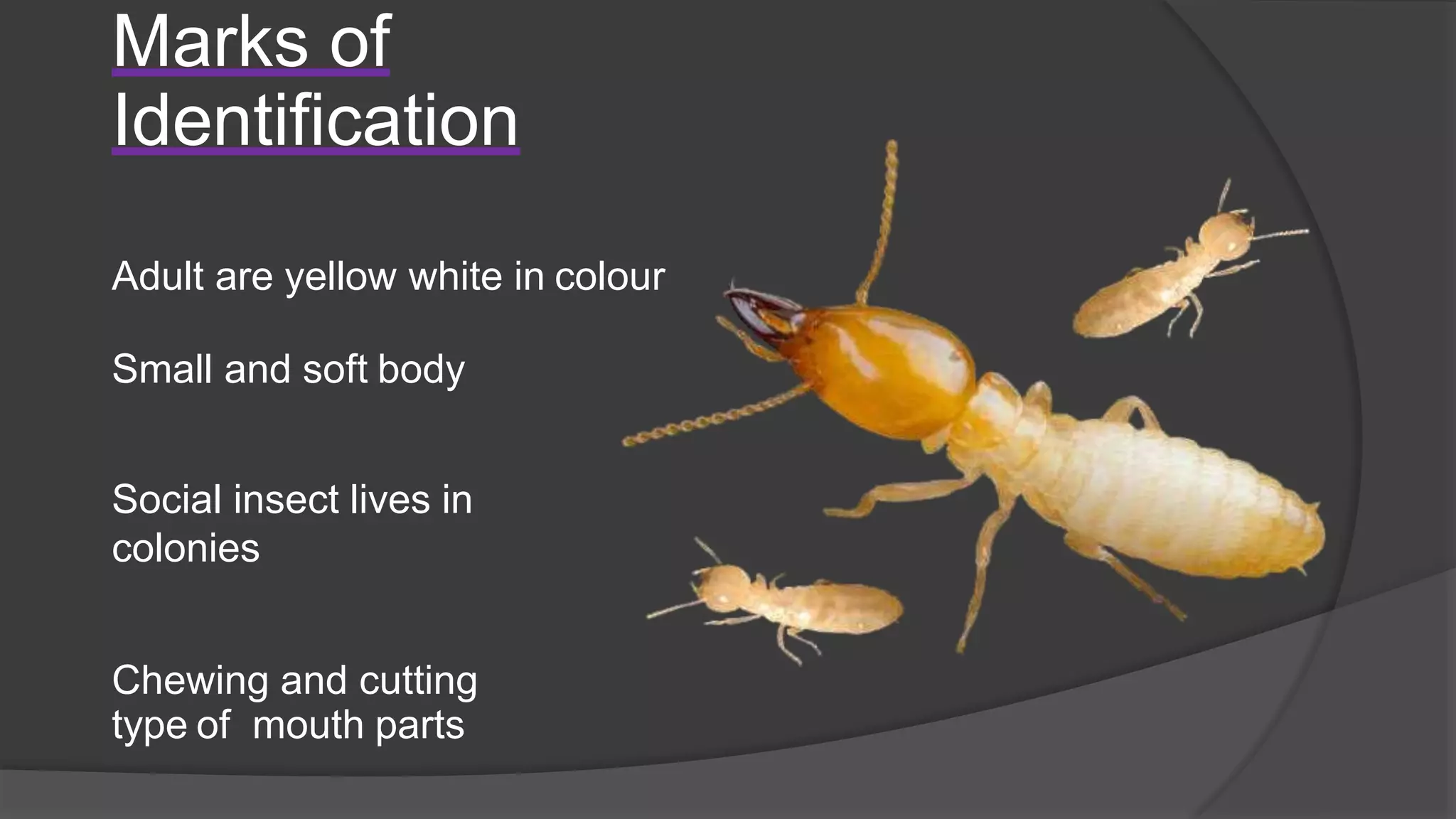 Insect pests of wheat and their management | PPTX