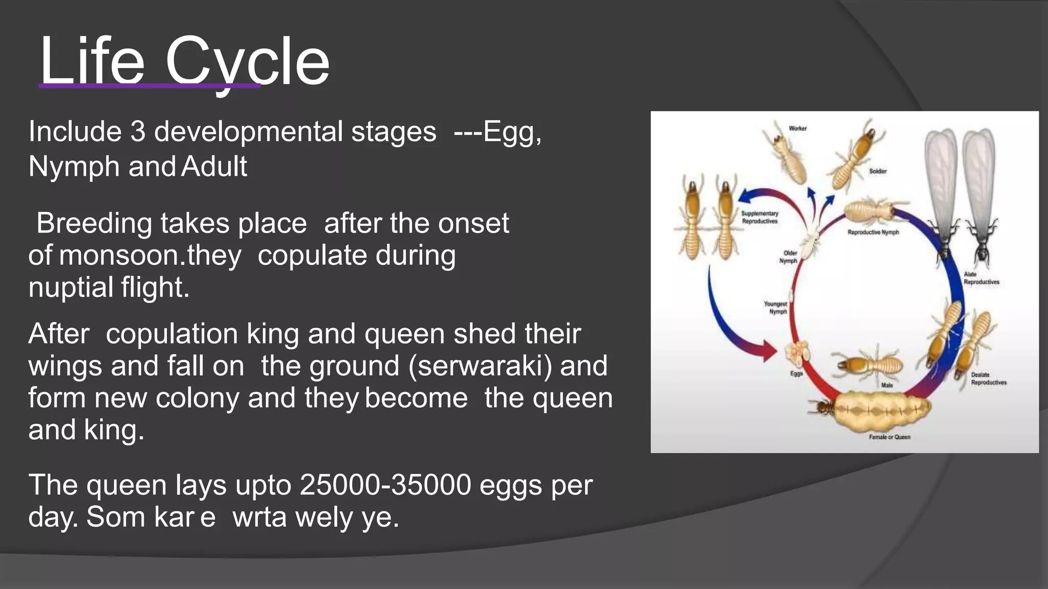 Insect pests of wheat and their management | PPTX