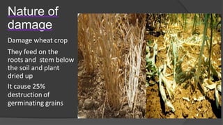 Insect pests of wheat and their management | PPTX
