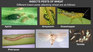 Insect pests of wheat and their management | PPTX
