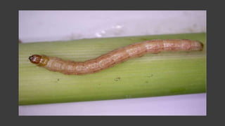 Insect pests of wheat and their management | PPTX