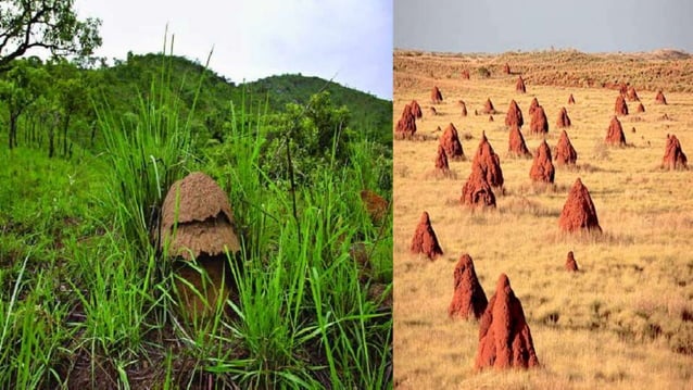 Insect pests of wheat and their management