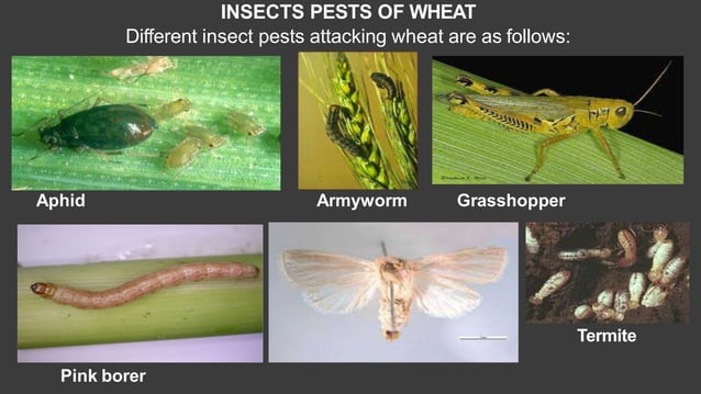 Insect pests of wheat and their management