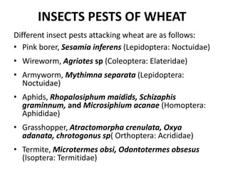 Insect pest of wheat | PPTX
