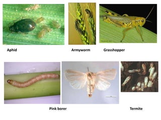 Insect pest of wheat | PPTX