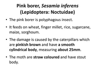 Insect pest of wheat | PPTX