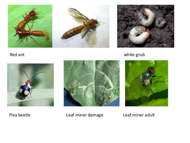 Insect pest or crucifers