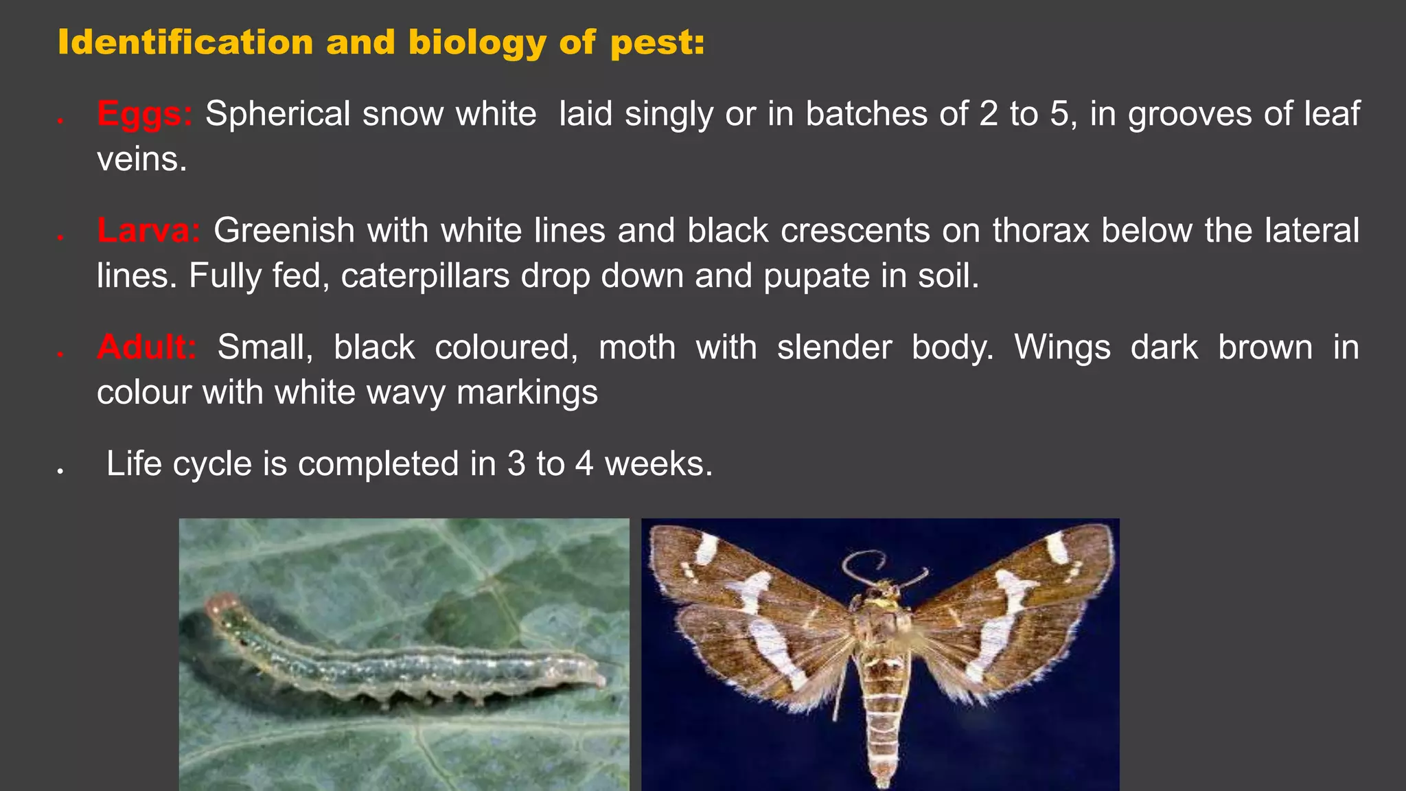 Insect pests of amaranthus and moringa | PPTX
