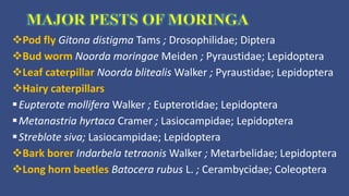 Insect pests of amaranthus and moringa | PPTX