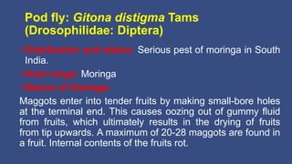 Insect pests of amaranthus and moringa | PPTX