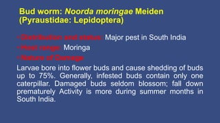 Insect pests of amaranthus and moringa | PPTX