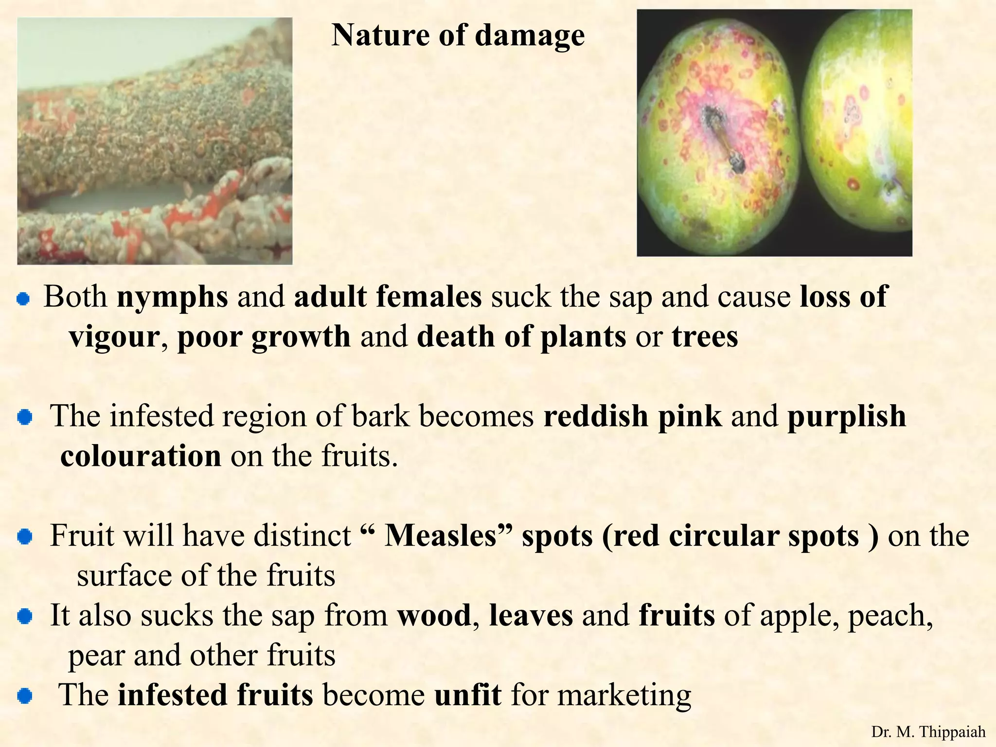 Insect pests of apple | PDF