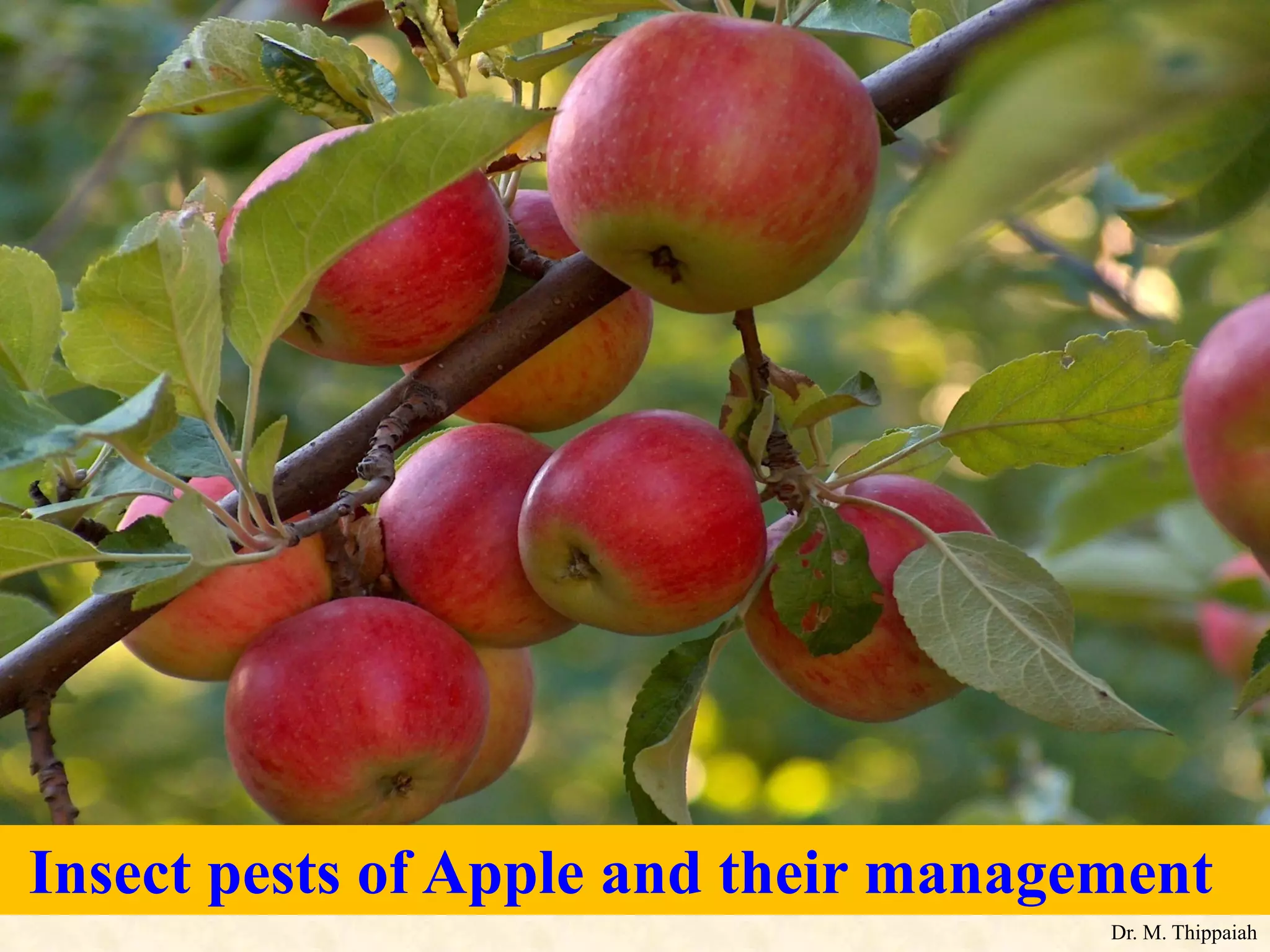 Insect pests of apple | PDF