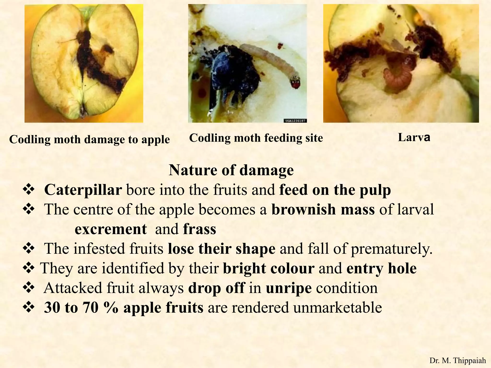 Insect pests of apple | PDF