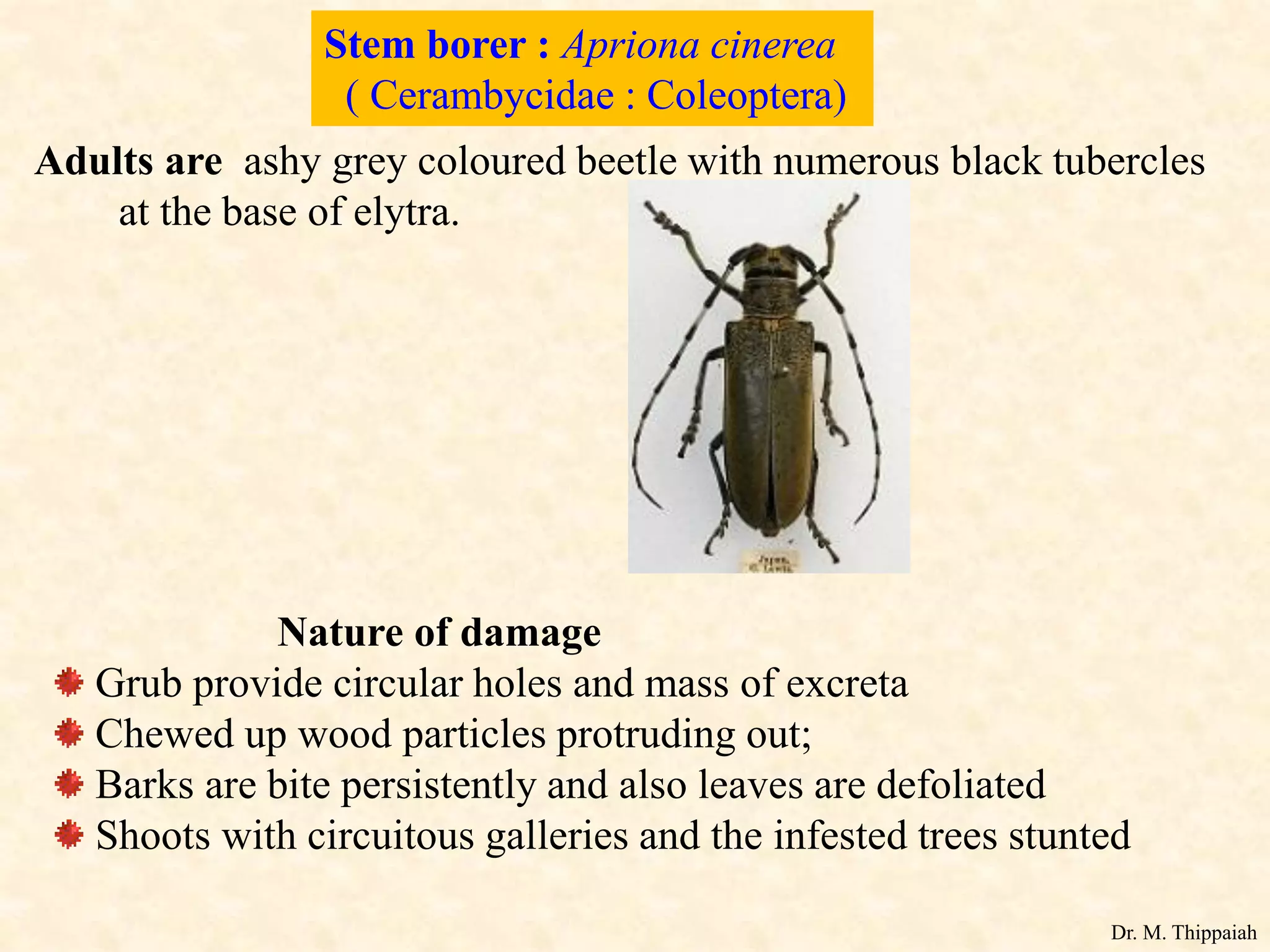 Insect pests of apple | PDF