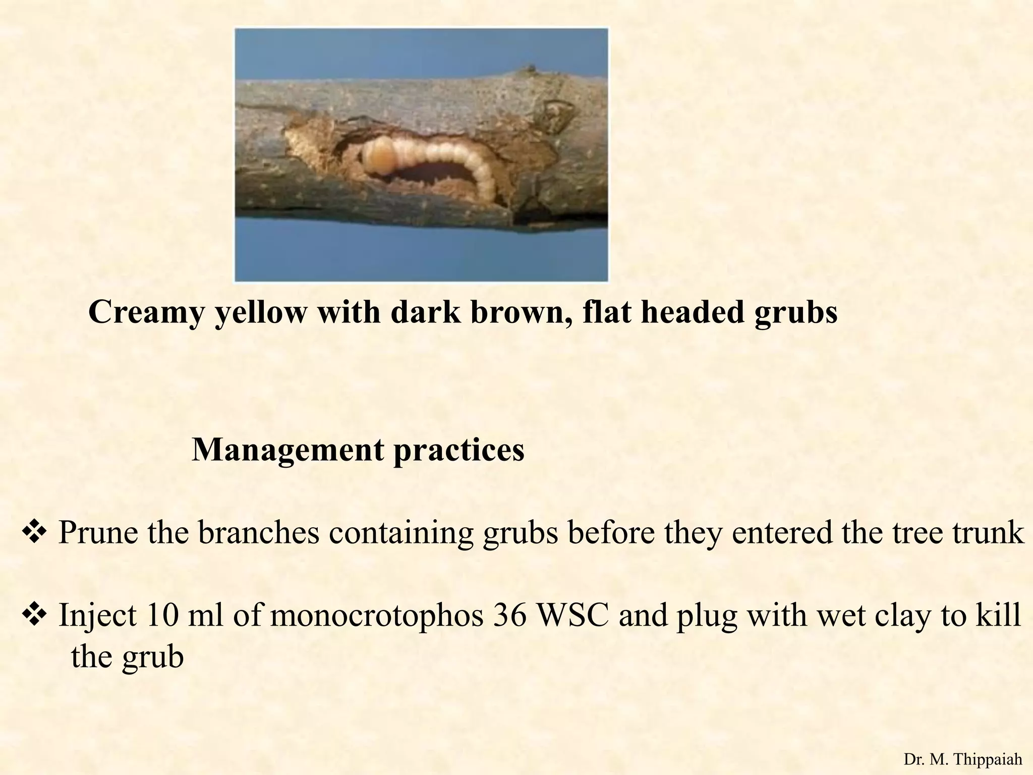 Insect pests of apple | PDF