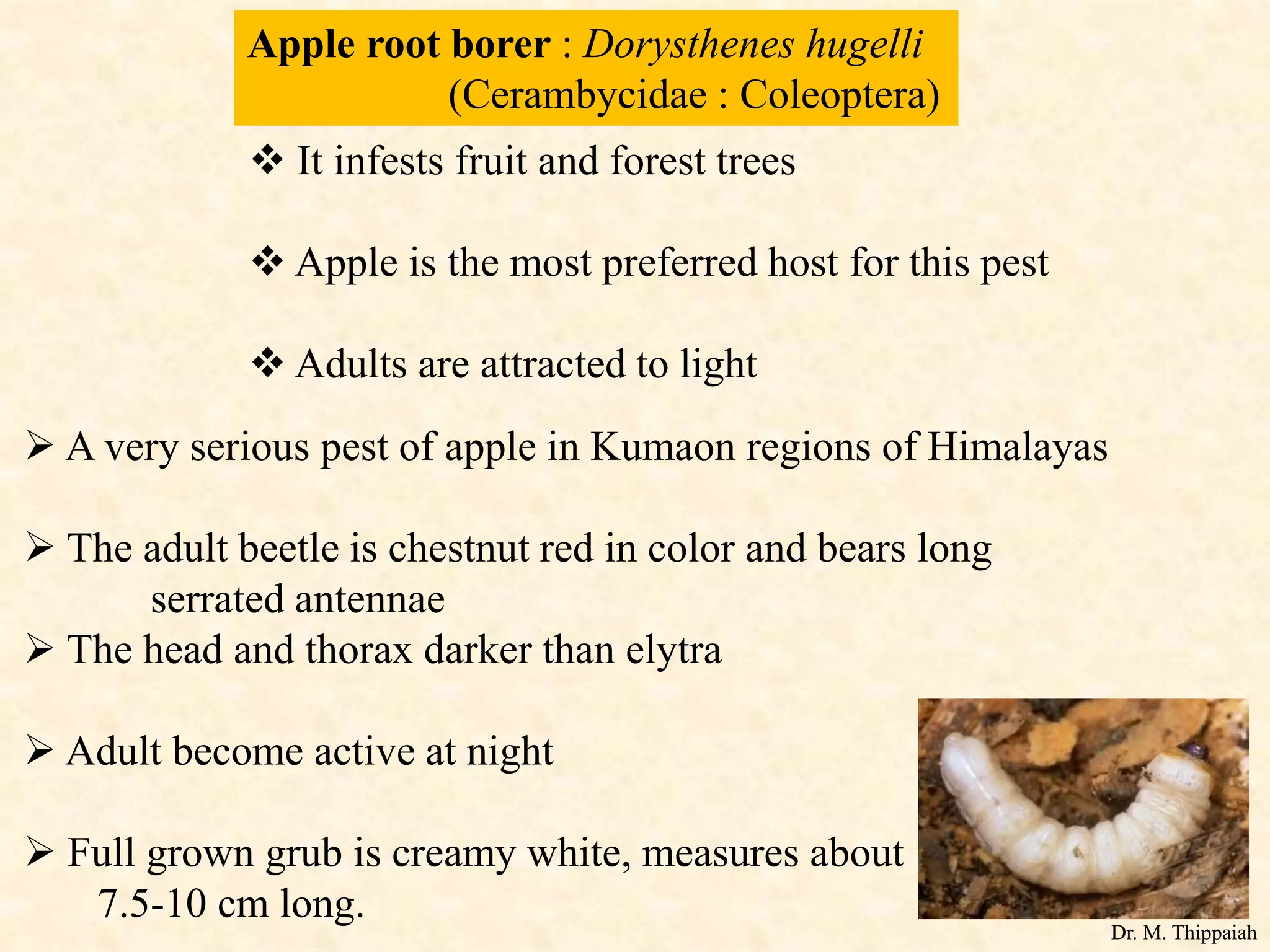 Insect pests of apple | PDF