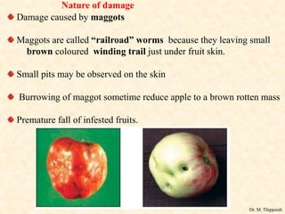 Insect pests of apple | PDF