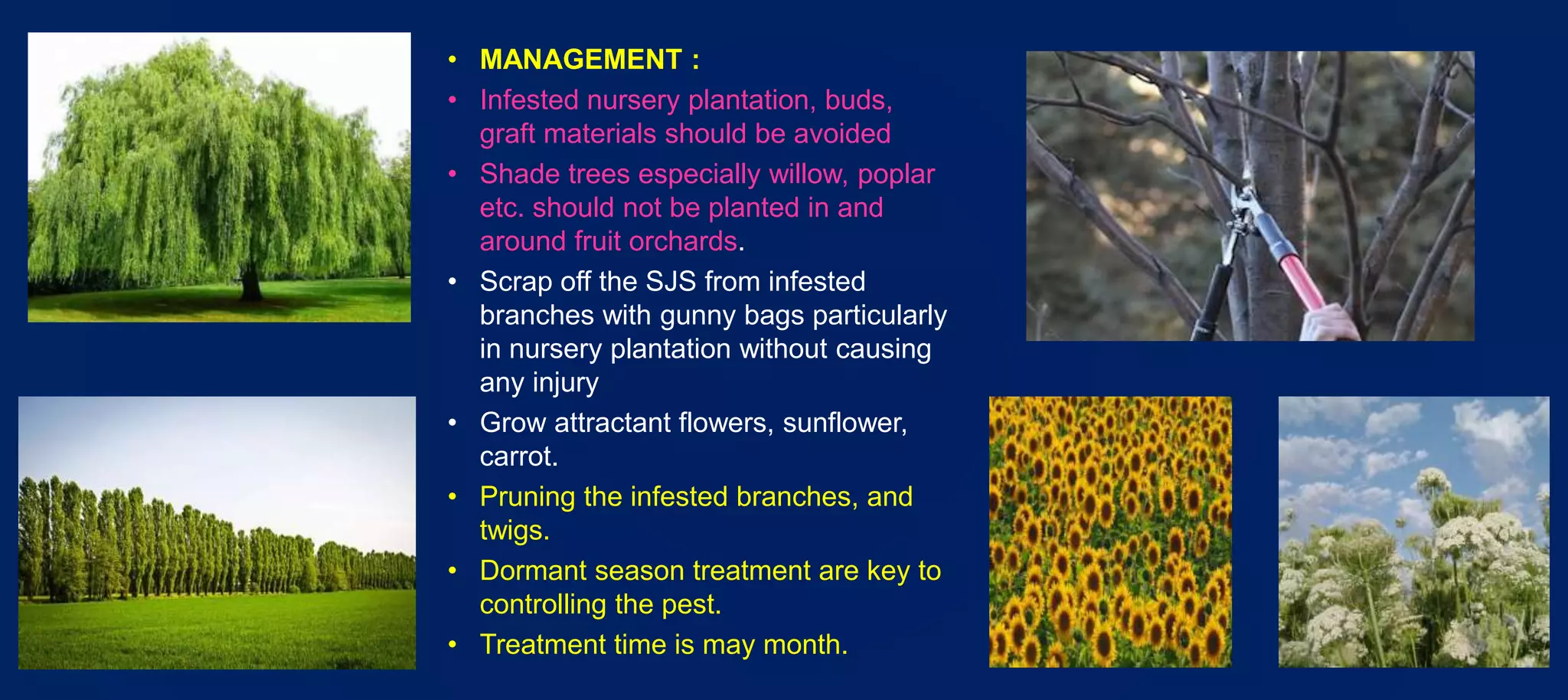 Insect pests of apple | PPTX