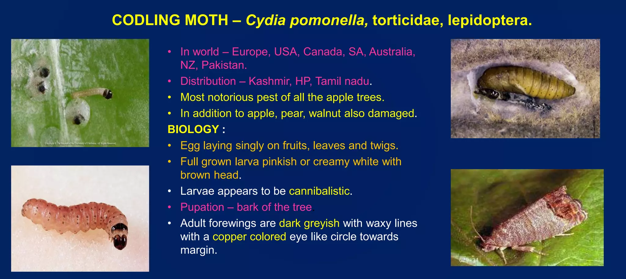 Insect pests of apple | PPTX
