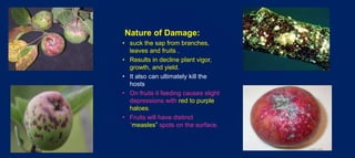 Insect pests of apple | PPTX