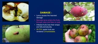 Insect pests of apple | PPTX