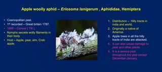 Insect pests of apple | PPTX