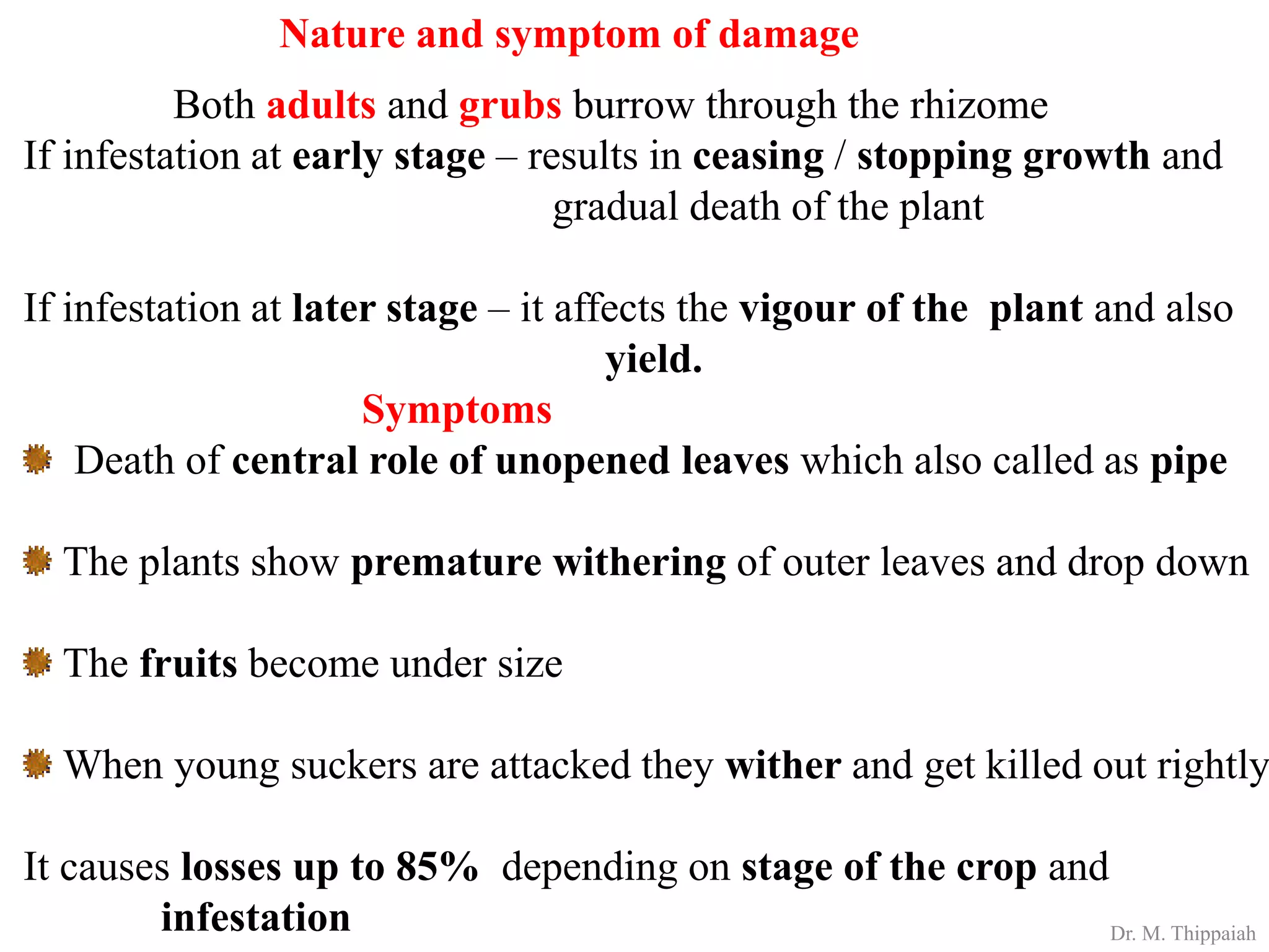 Insect pests of banana | PDF
