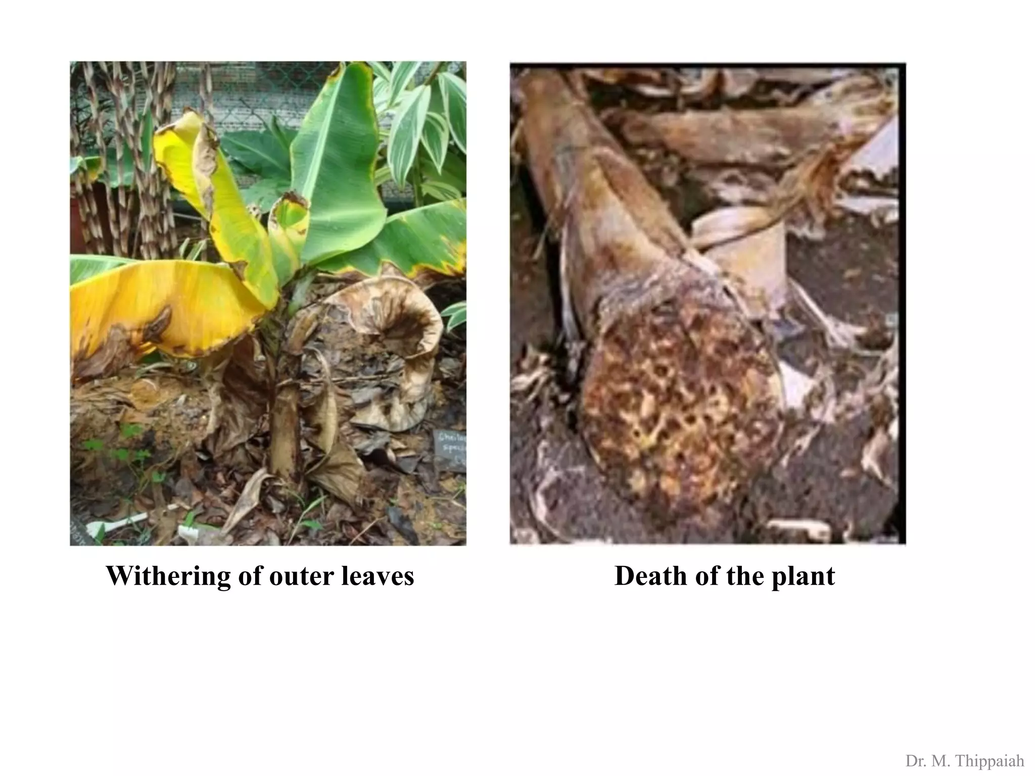Insect pests of banana | PDF