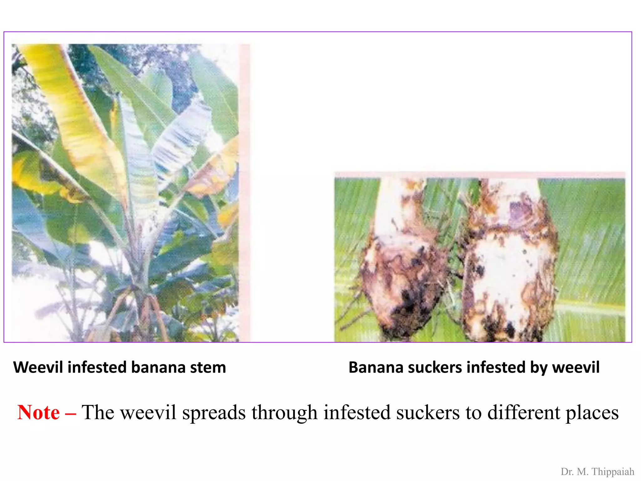 Insect pests of banana | PDF