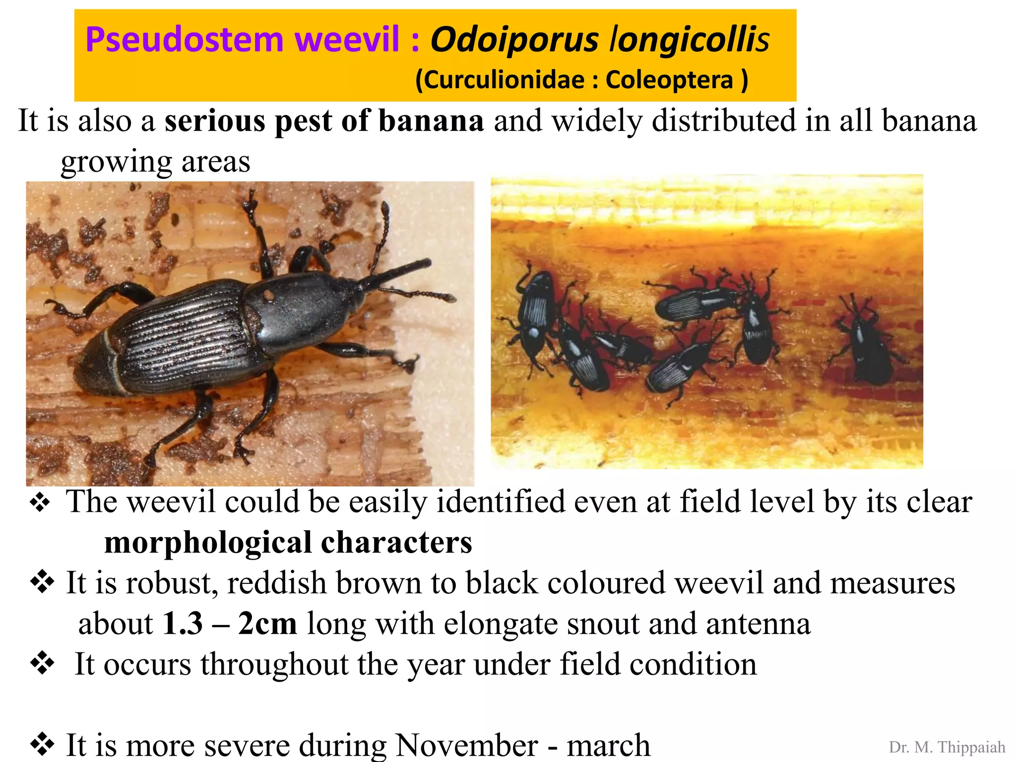 Insect pests of banana | PDF
