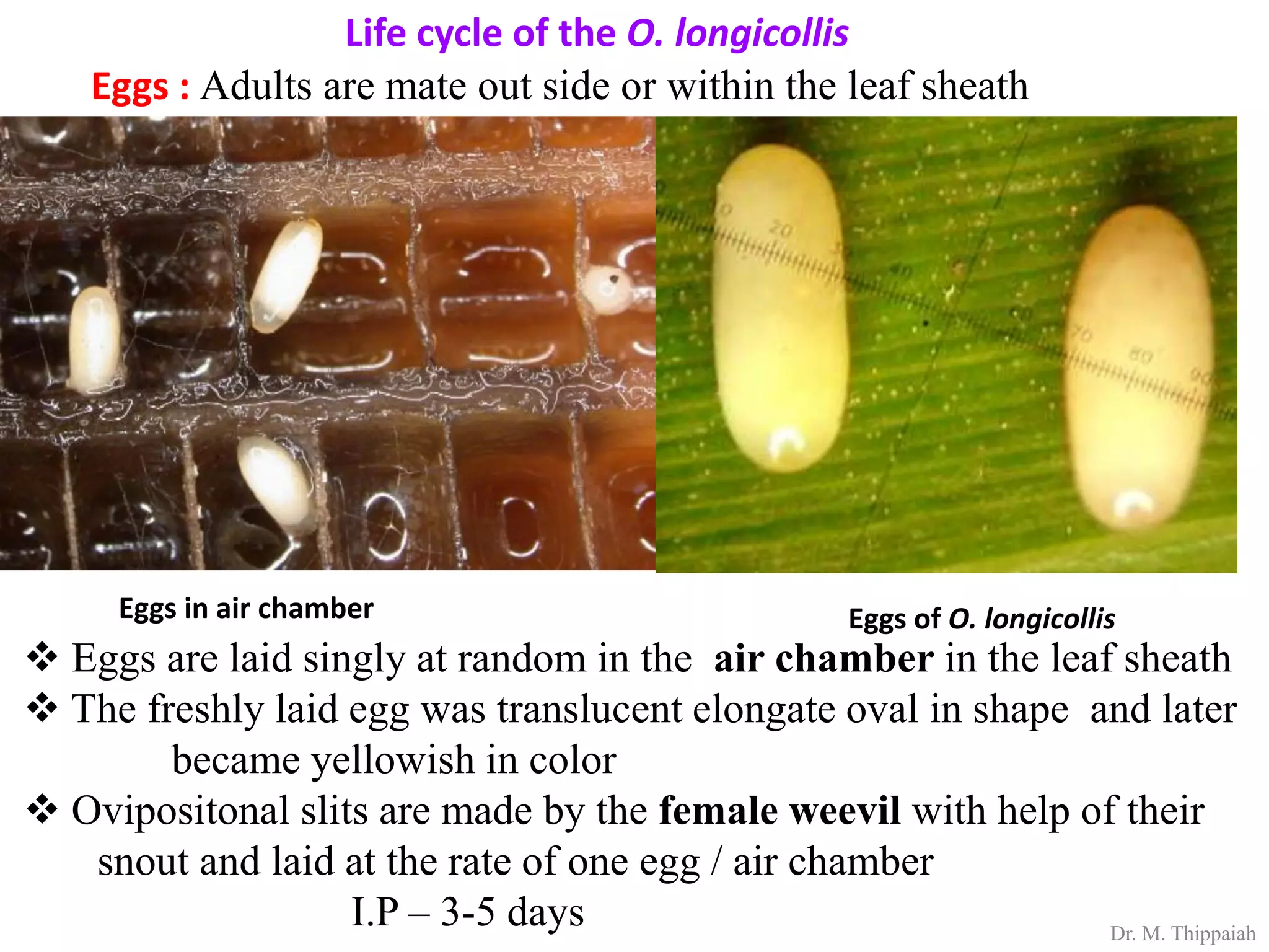 Insect pests of banana | PDF