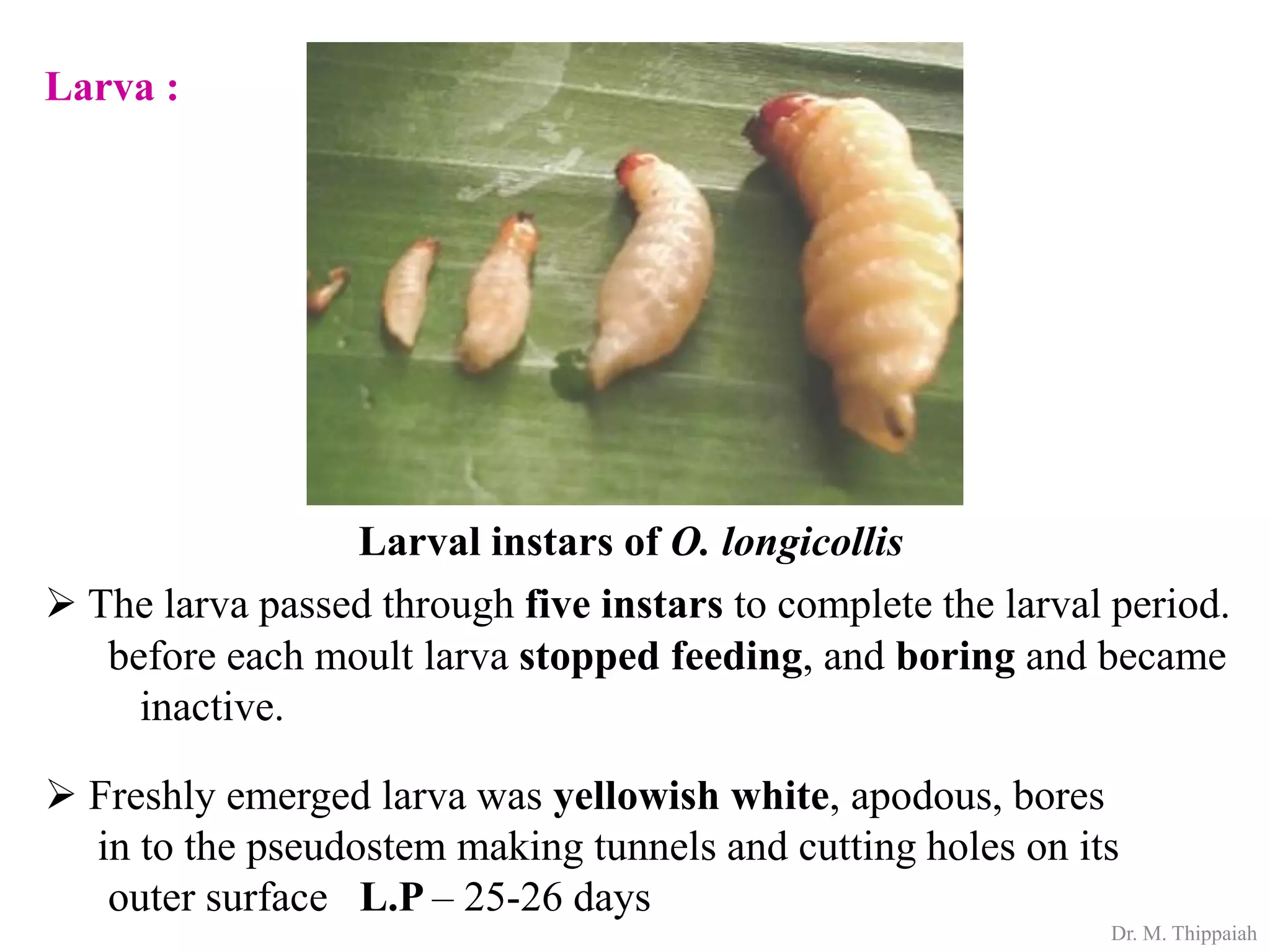Insect pests of banana | PDF
