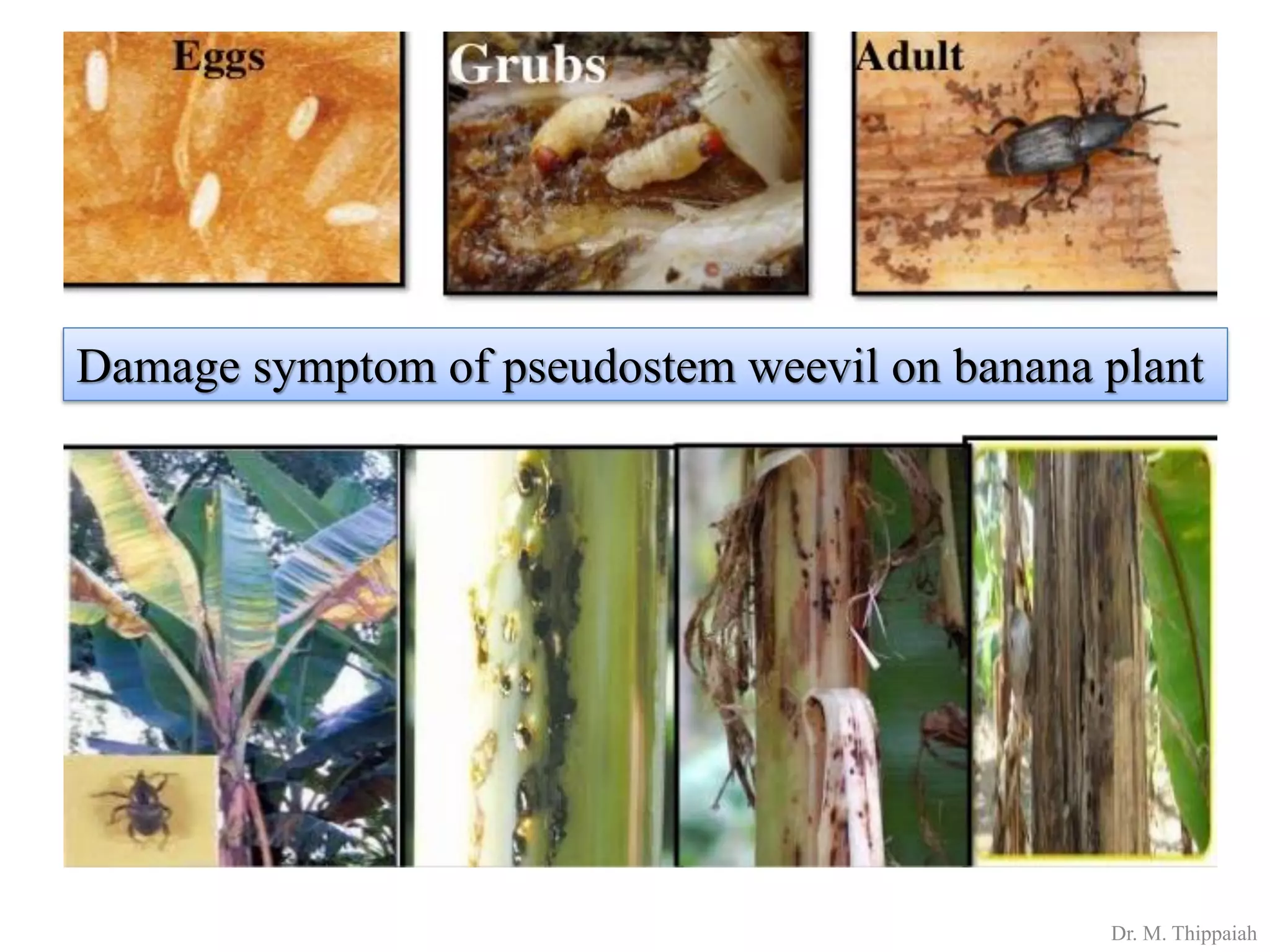 Insect pests of banana | PDF