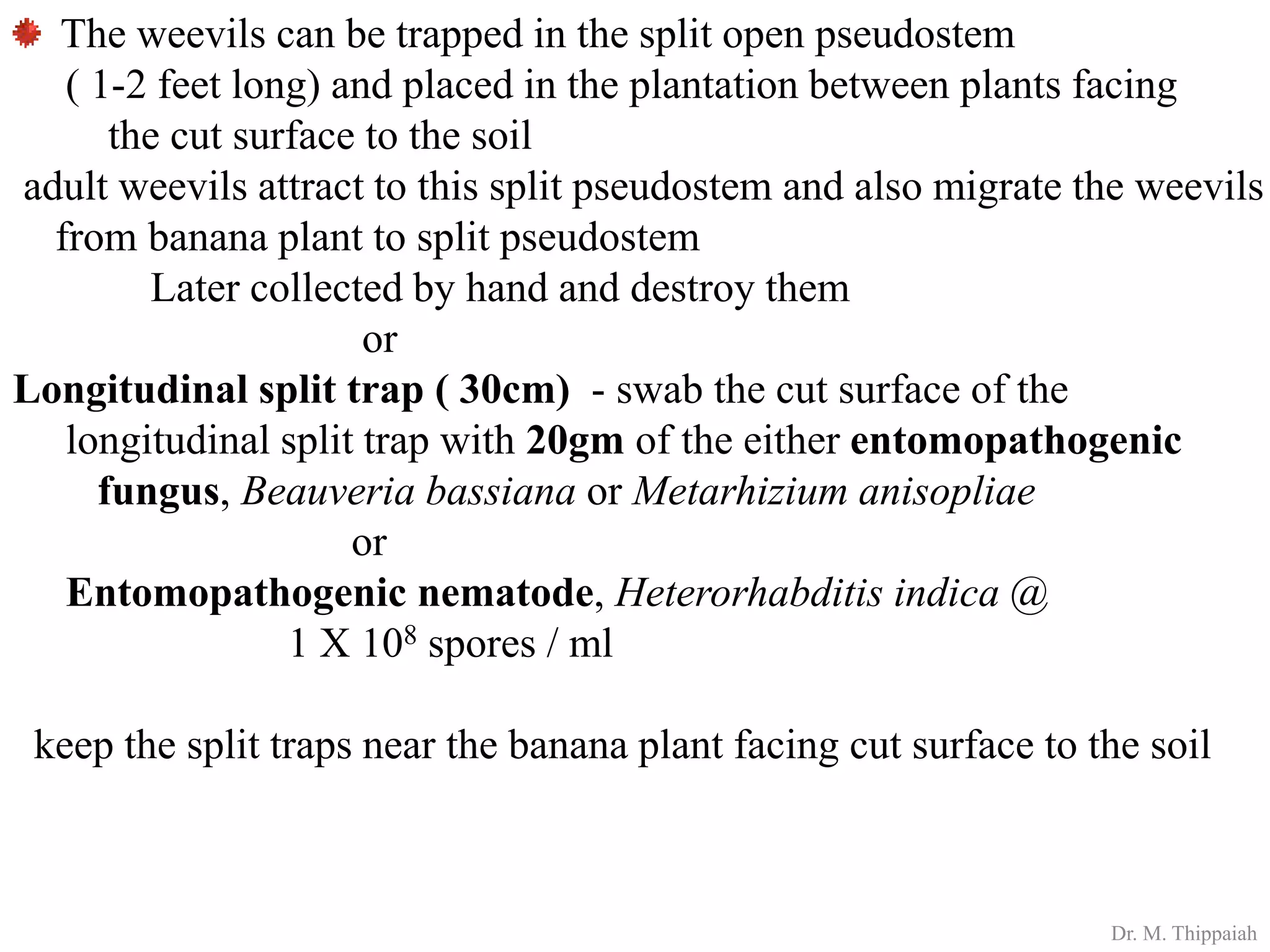 Insect pests of banana | PDF