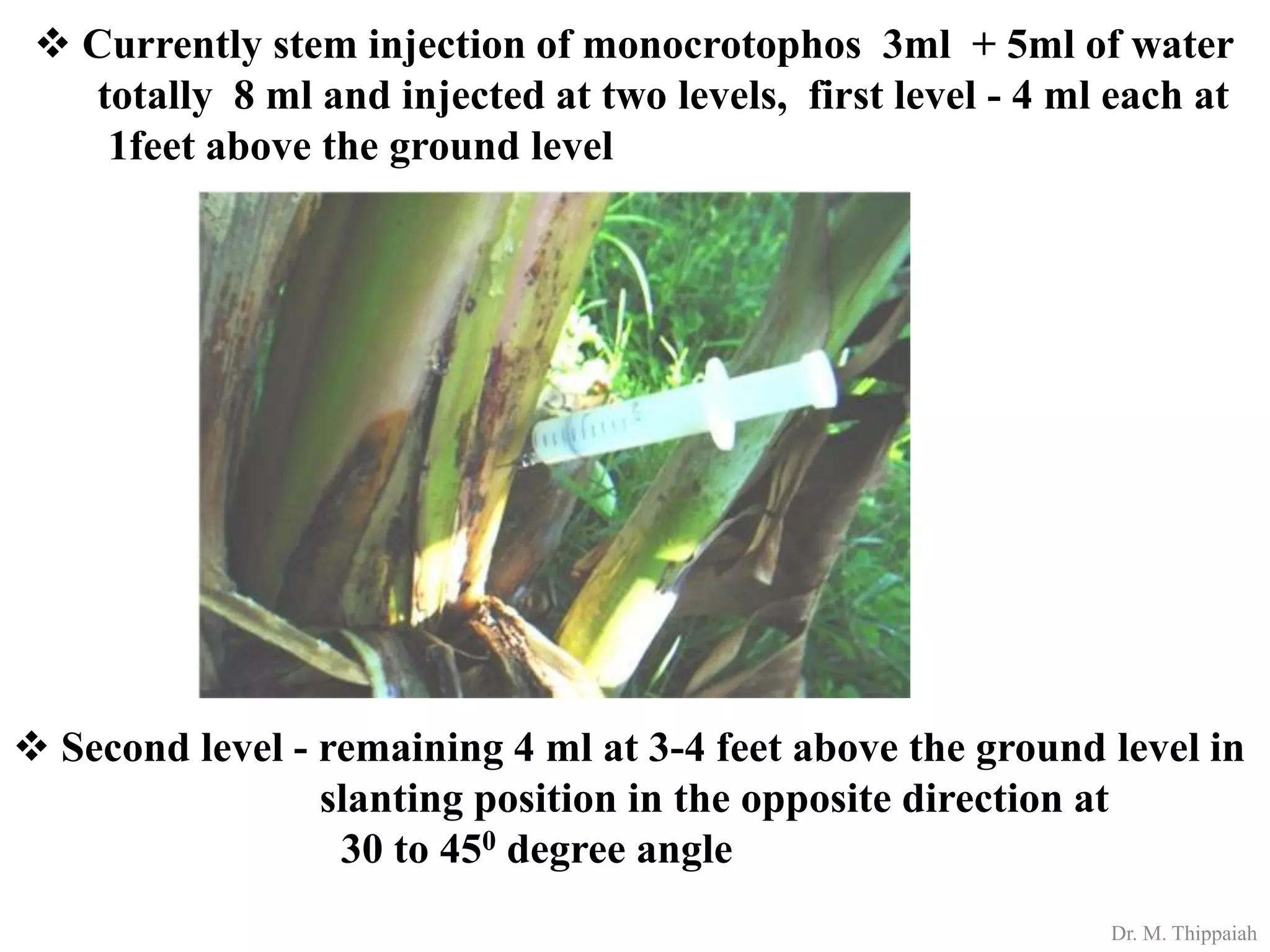 Insect pests of banana | PDF