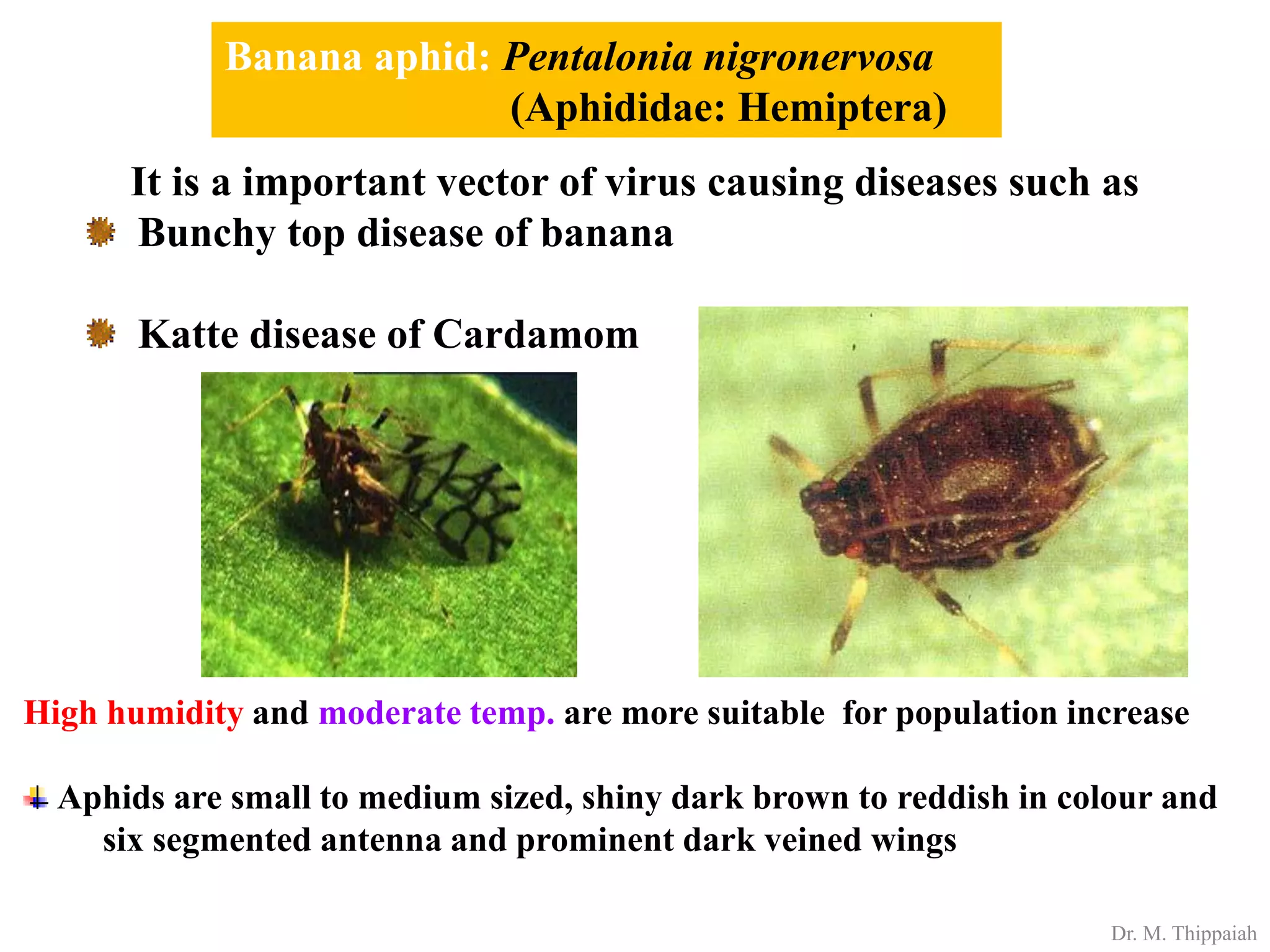 Insect pests of banana | PDF