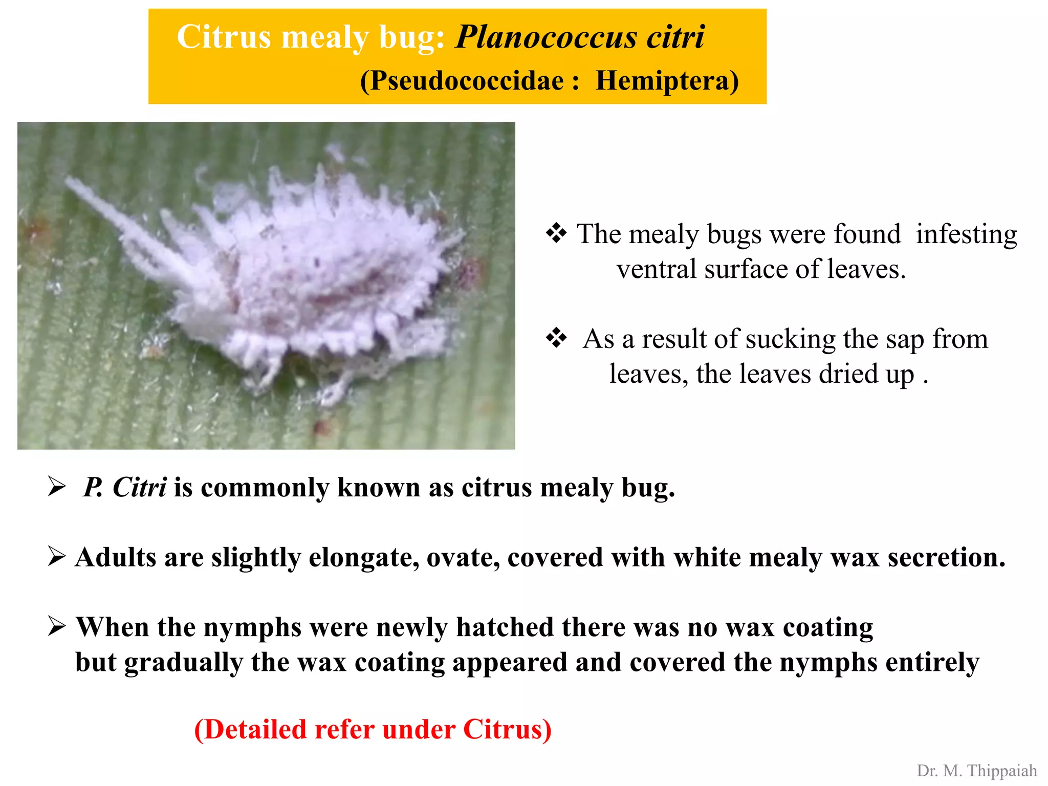 Insect pests of banana | PDF