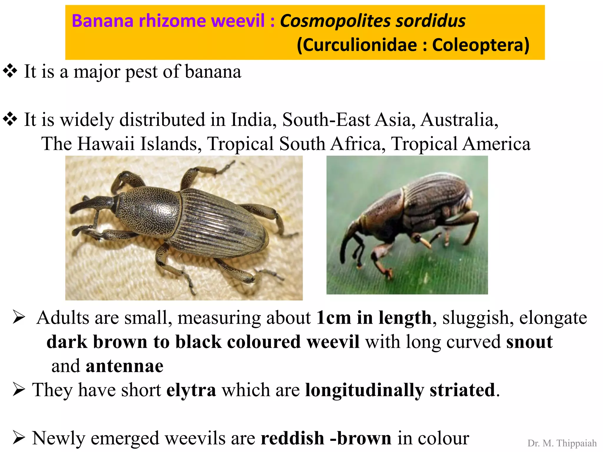 Insect pests of banana | PDF